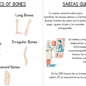 BILINGUAL Human Skeleton/el Esqueleto Humano, Interactive Printable ...