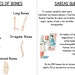 BILINGUAL Human Skeleton/el Esqueleto Humano, Interactive Printable ...