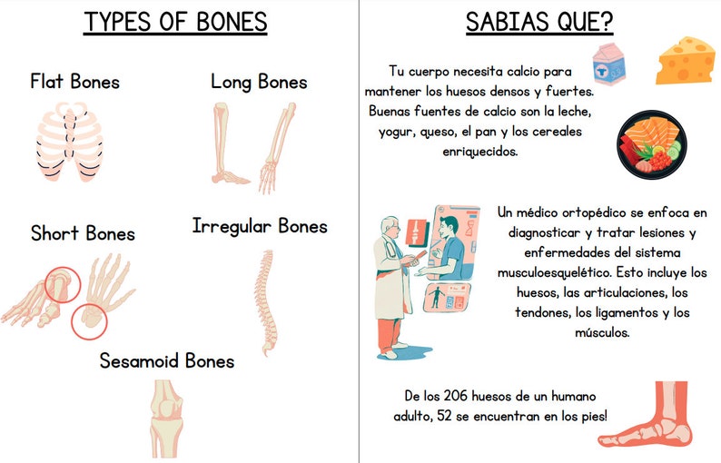 BILINGUAL Human Skeleton/el Esqueleto Humano, Interactive Printable ...