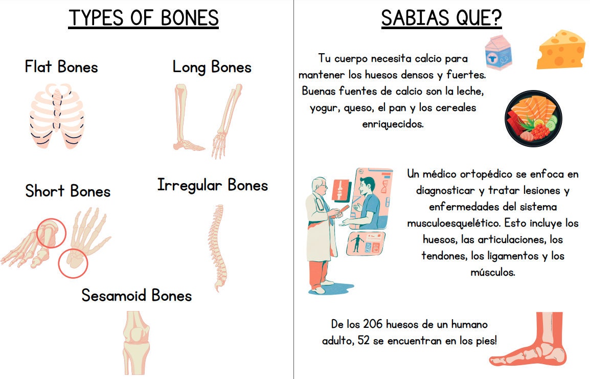 BILINGUAL Human Skeleton/el Esqueleto Humano, Interactive Printable ...