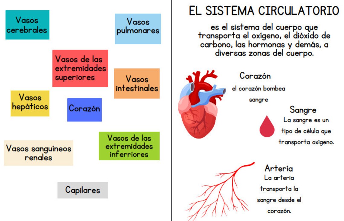 SPANISH Circulatory System for Kids, Interactive Printable Study Guide ...