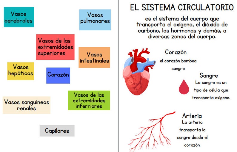 SPANISH Circulatory System for Kids, Interactive Printable Study Guide ...
