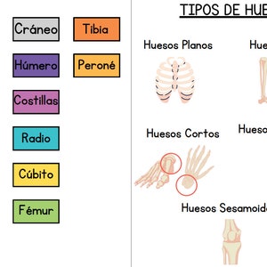 SPANISH Human Skeleton for Kids, Interactive Printable Study Guide - Etsy
