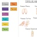 SPANISH Human Skeleton for Kids, Interactive Printable Study Guide - Etsy