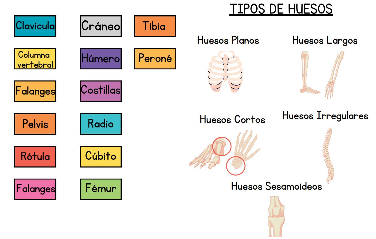 SPANISH Human Skeleton for Kids, Interactive Printable Study Guide - Etsy