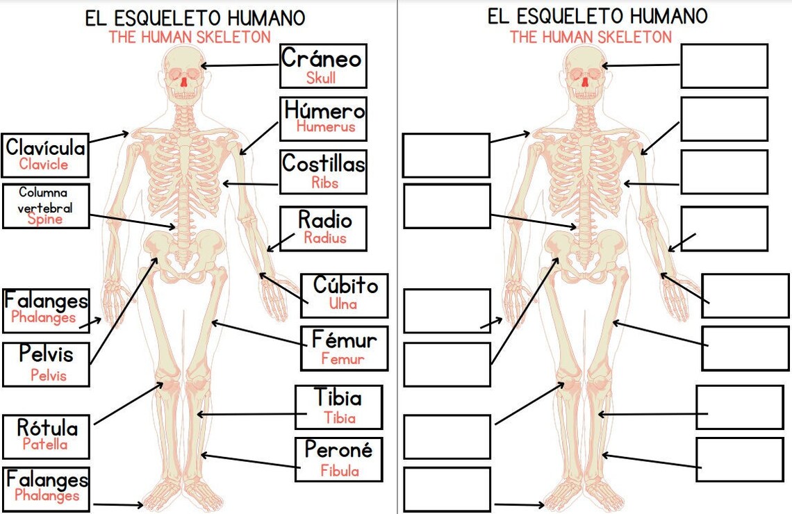 BILINGUAL Human Skeleton/el Esqueleto Humano, Interactive Printable ...
