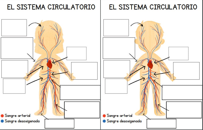 SPANISH Circulatory System for Kids, Interactive Printable Study Guide ...
