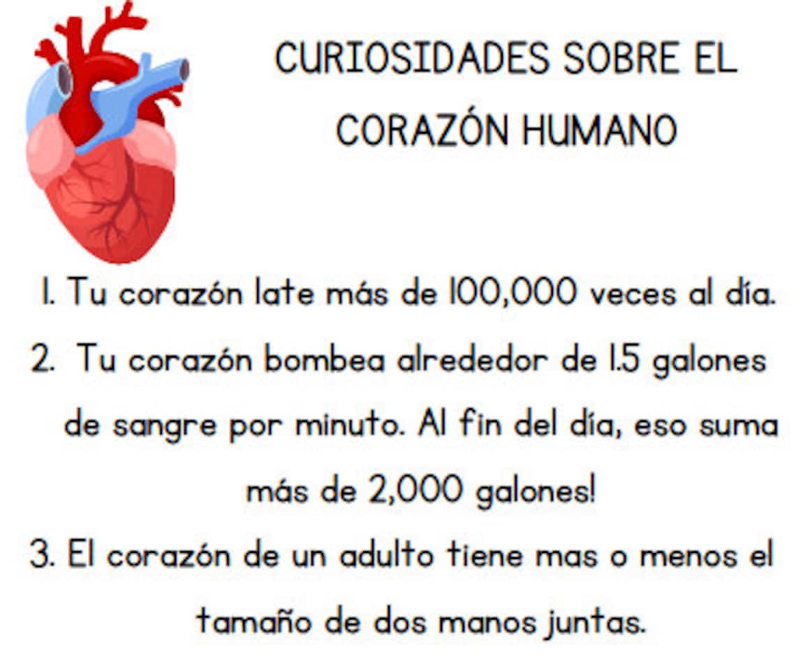 SPANISH Circulatory System for Kids, Interactive Printable Study Guide ...