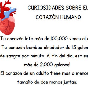 SPANISH Circulatory System for Kids, Interactive Printable Study Guide ...
