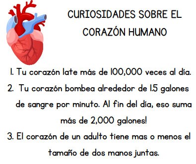 SPANISH Circulatory System for Kids, Interactive Printable Study Guide ...