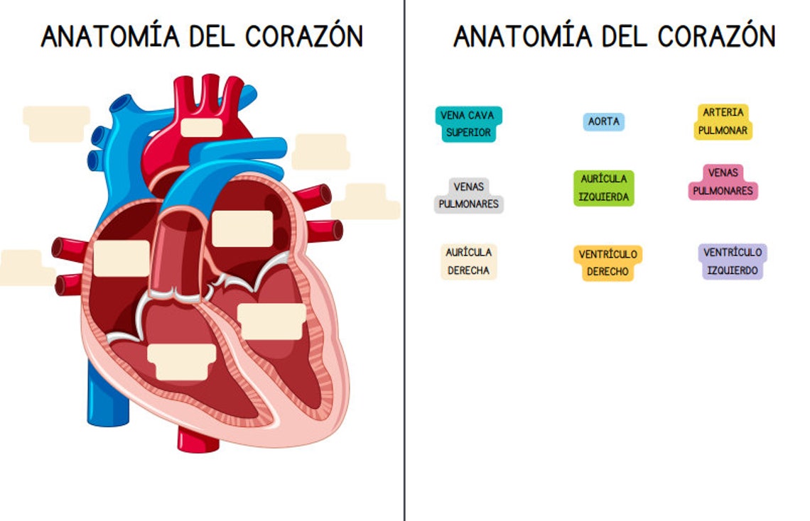 SPANISH Circulatory System for Kids, Interactive Printable Study Guide ...