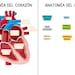 SPANISH Circulatory System for Kids, Interactive Printable Study Guide ...