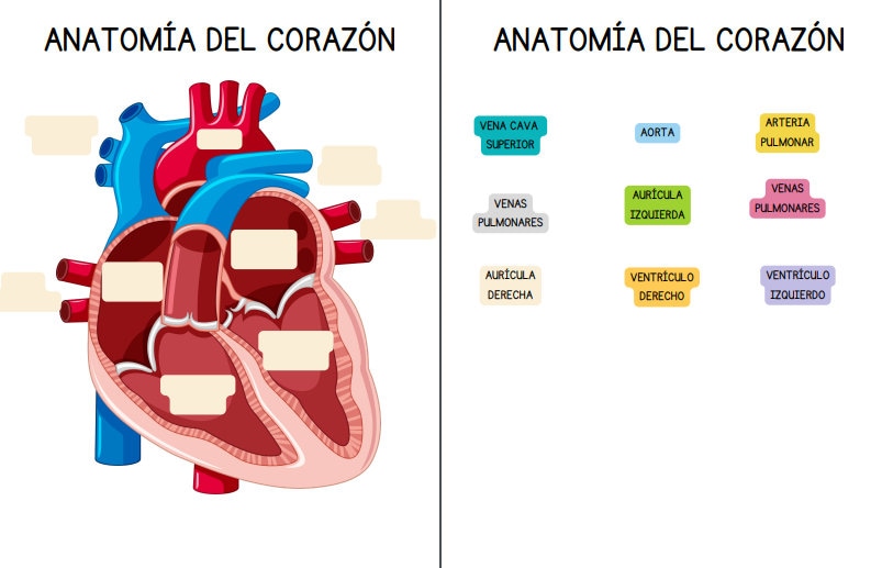 SPANISH Circulatory System for Kids, Interactive Printable Study Guide ...