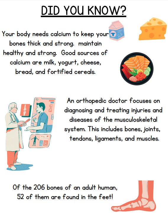 BILINGUAL Human Skeleton/el Esqueleto Humano, Interactive Printable ...