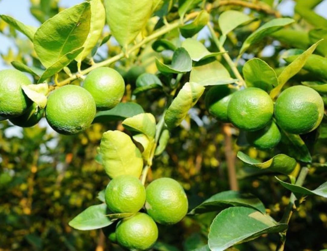 Key Lime Tree in Half Gallon Pot, Grafted,no Shipping to Ca,az,ak,tx,hi ...
