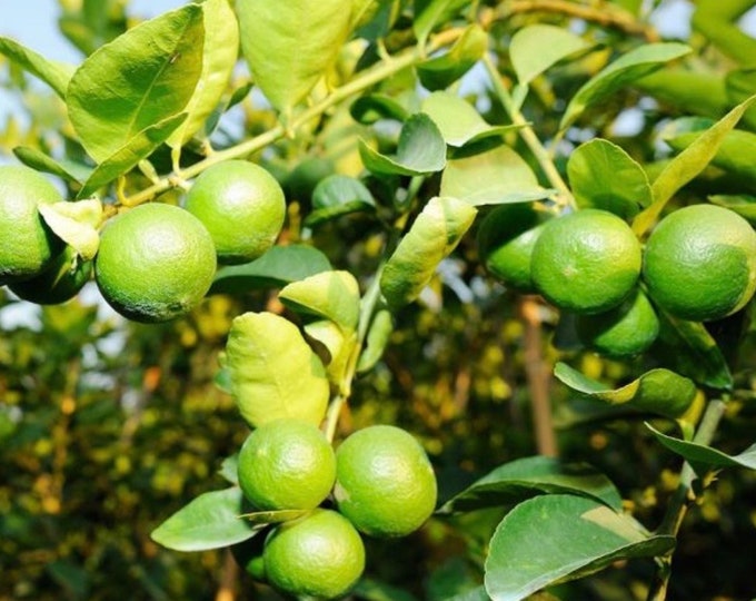 Thornless Mexican Key Lime Tree - 26-30" Tall - Gallon Pot - Live Plant ...