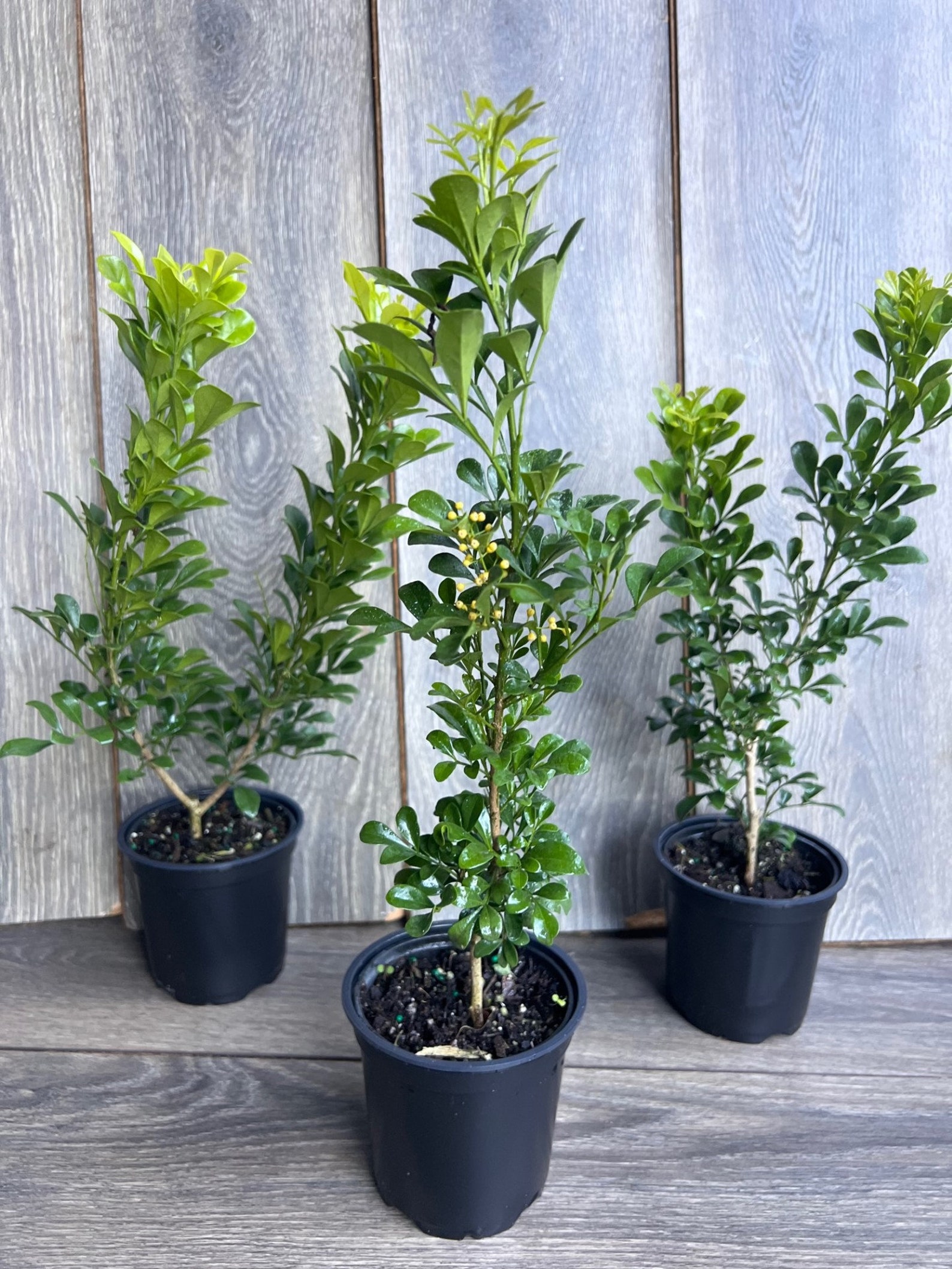 Chinese Perfume Tree, Chinese Rice Flower, in 4 Pot Aglaia Odorata - Etsy