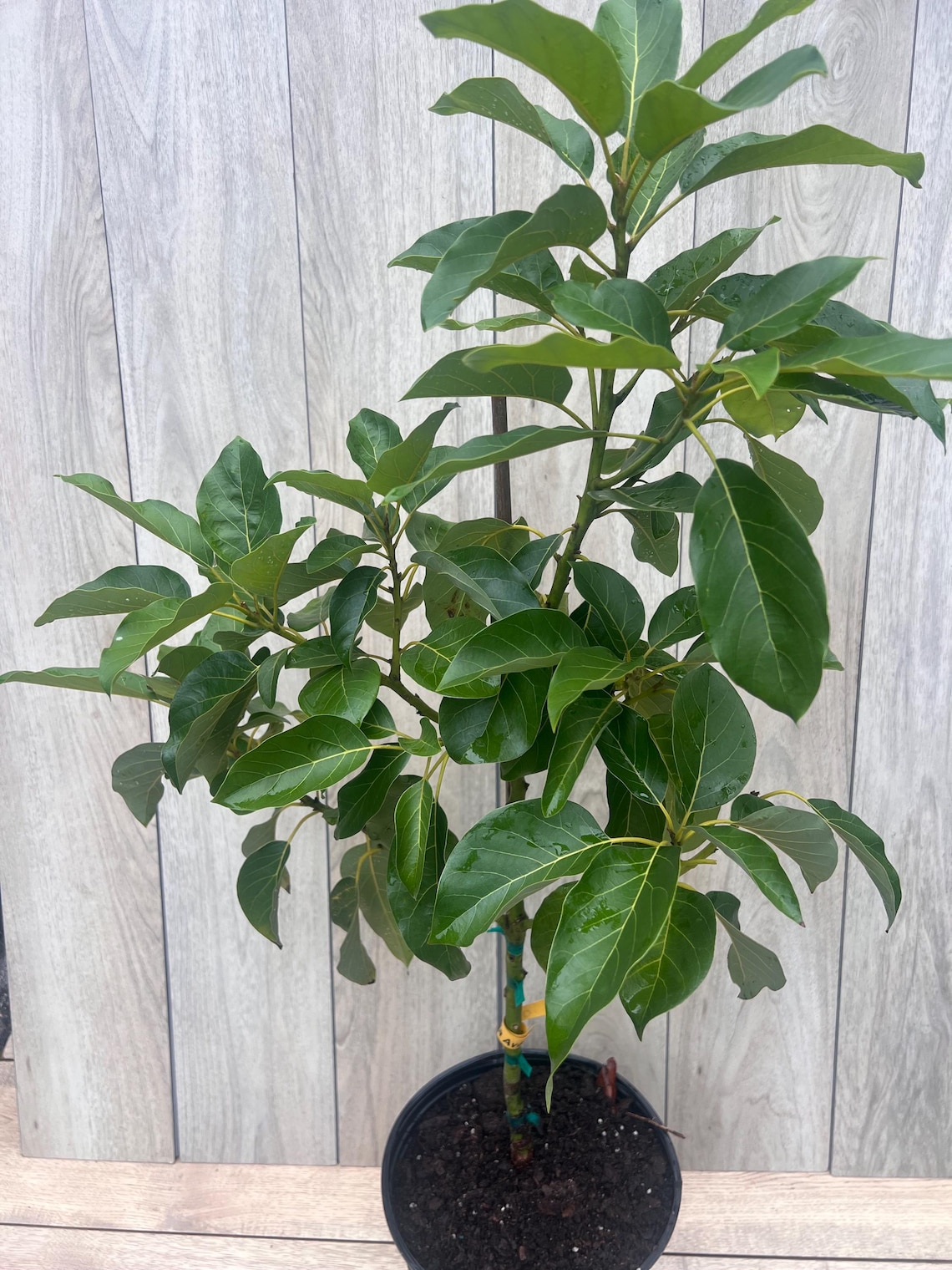 Monroe Avocado Tree, Cold Hardy, Grafted in 3 Gallons Pot - Etsy
