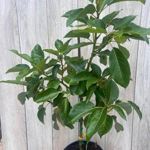Monroe Avocado Tree, Cold Hardy, Grafted in 3 Gallons Pot - Etsy