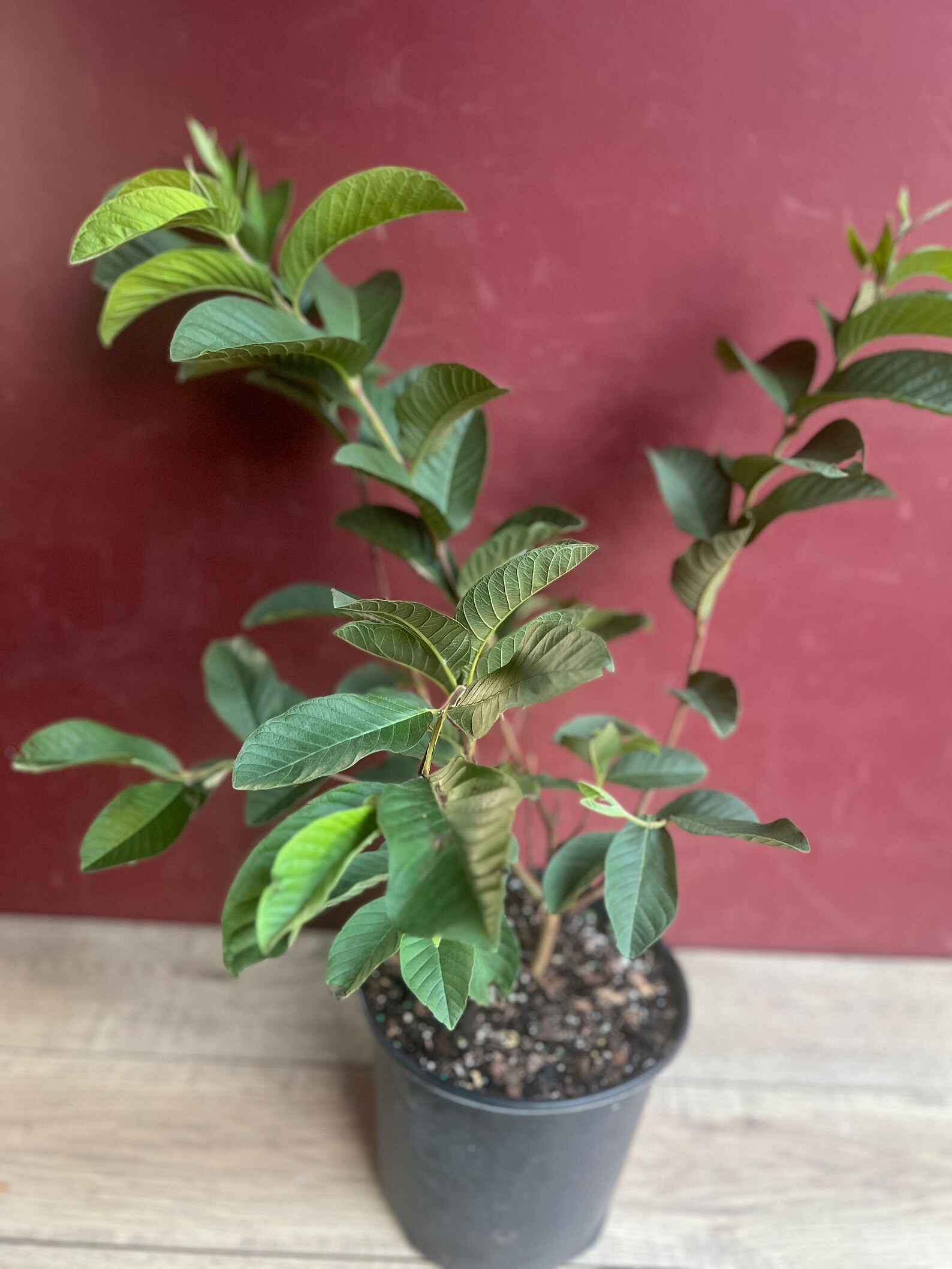 Ruby Supreme Guava Plant in 10" Pot, Jambu Batu, Psidium Guajava, Pink ...