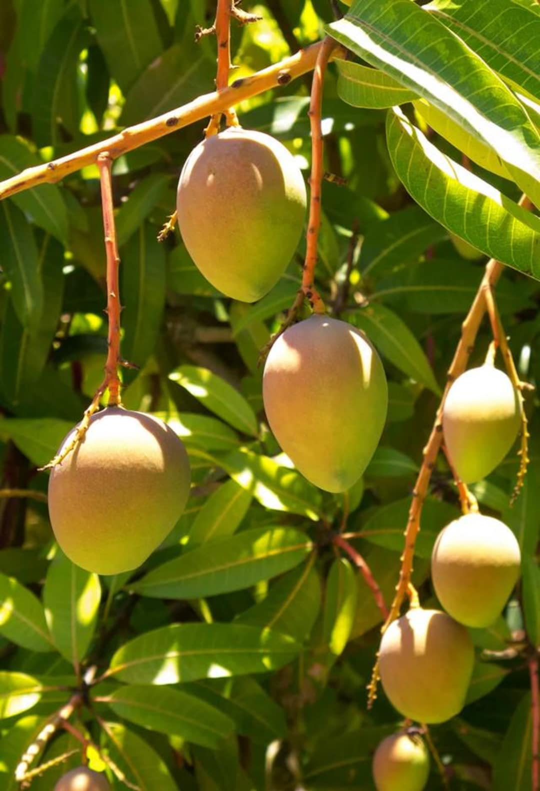Carrie Mango , Grafted in 3 Gallons Pot. No Ship to CA and HI - Etsy