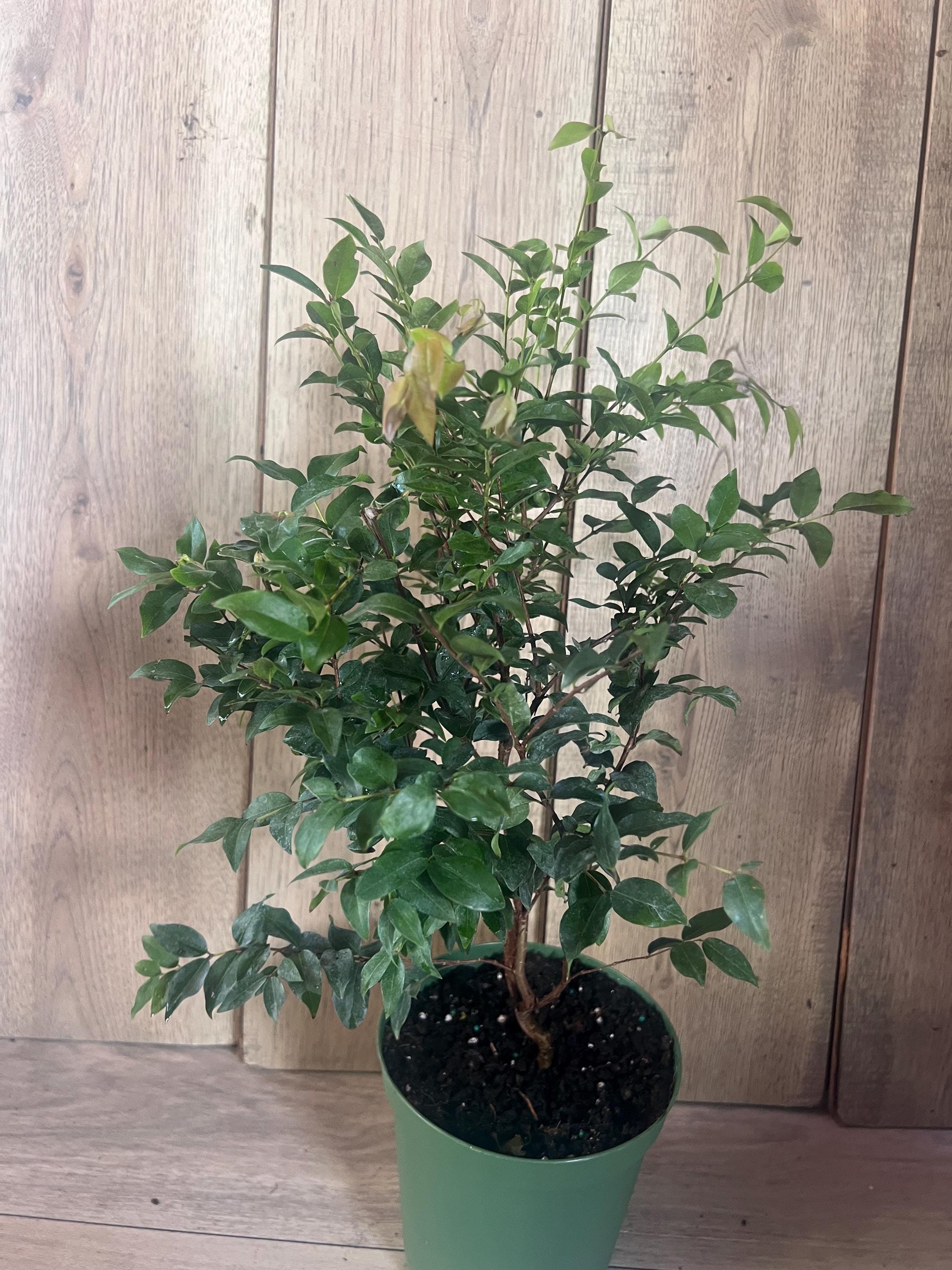 Myrciaria Cauliflora Precoce, Dwarf Red Jaboticaba Fruit Tree in 6" Pot ...