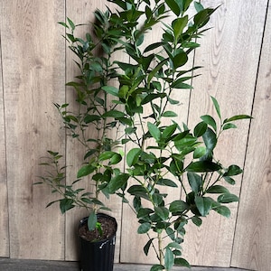 Key Lime Tree in Half Gallon Pot, Grafted,no Shipping to Ca,az,ak,tx,hi ...