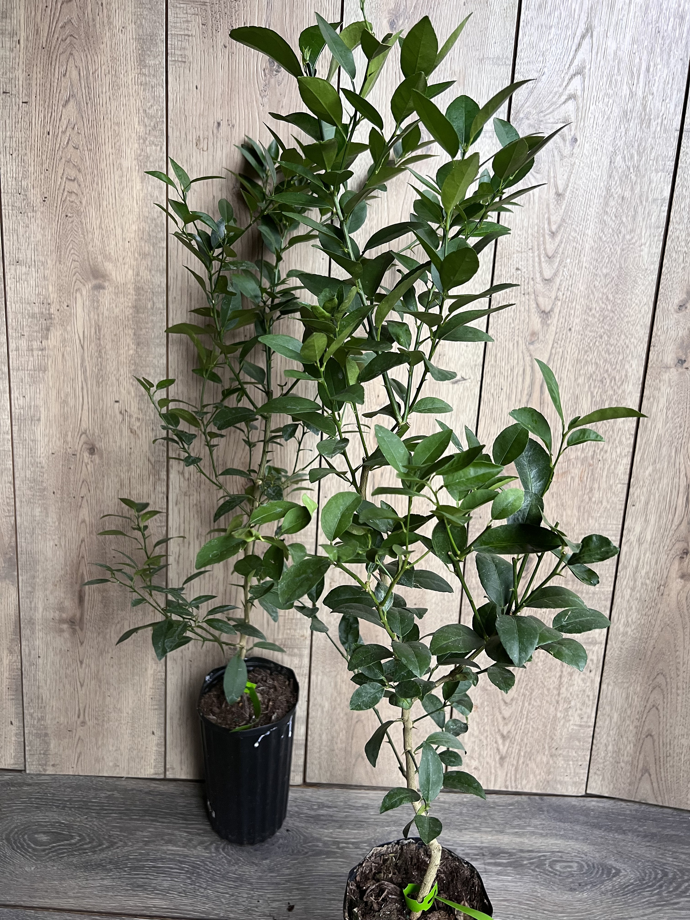 Key Lime Tree in Half Gallon Pot, Grafted, Florida Shipping Only - Etsy
