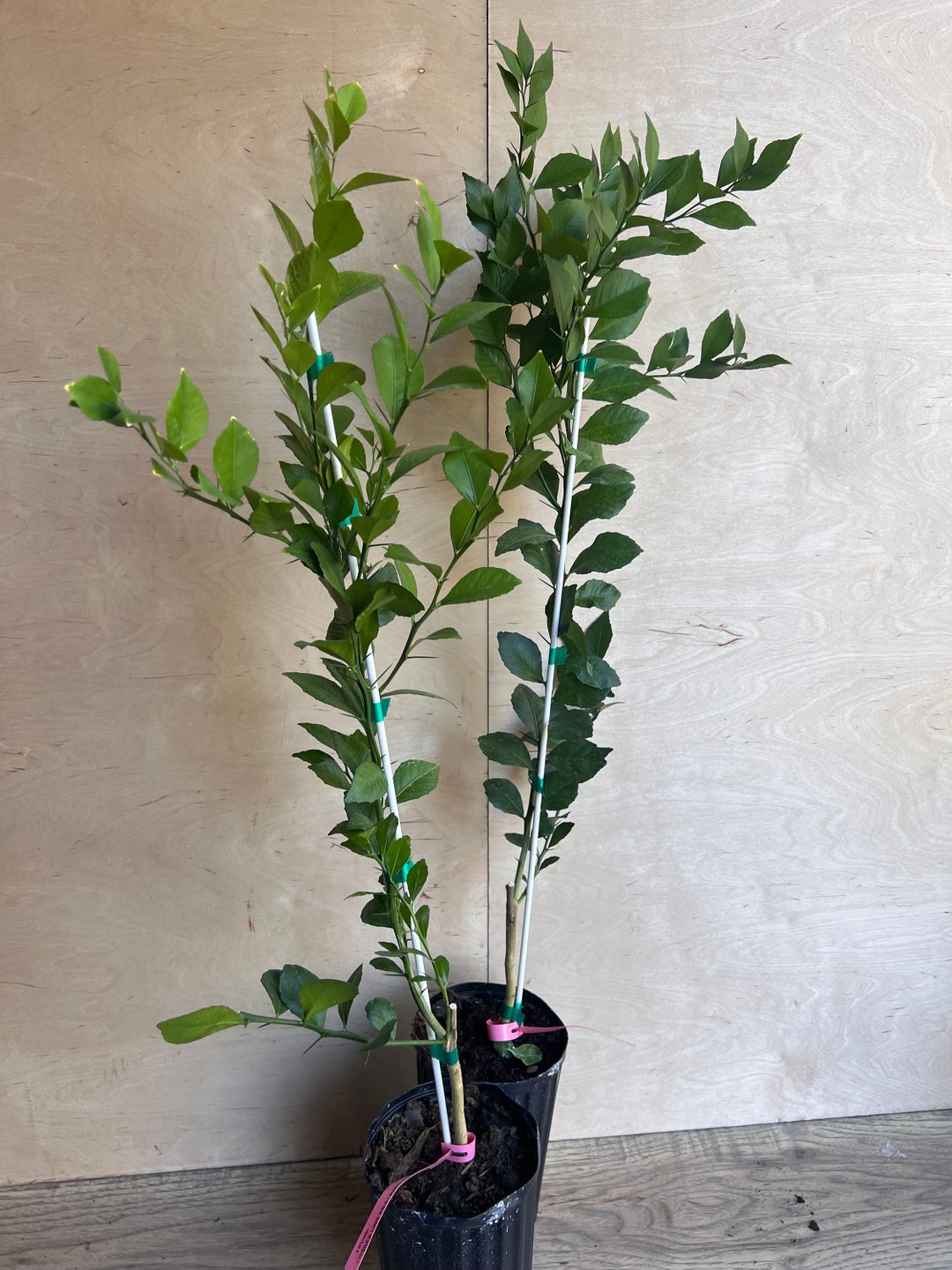 Red Finger Lime Tree , 1/2 Gallon Pot , UF KB -8, Microcitrus ...