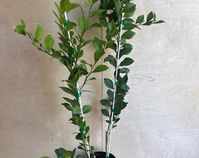Red Finger Lime Tree , 1/2 Gallon Pot , UF KB -8, Microcitrus ...