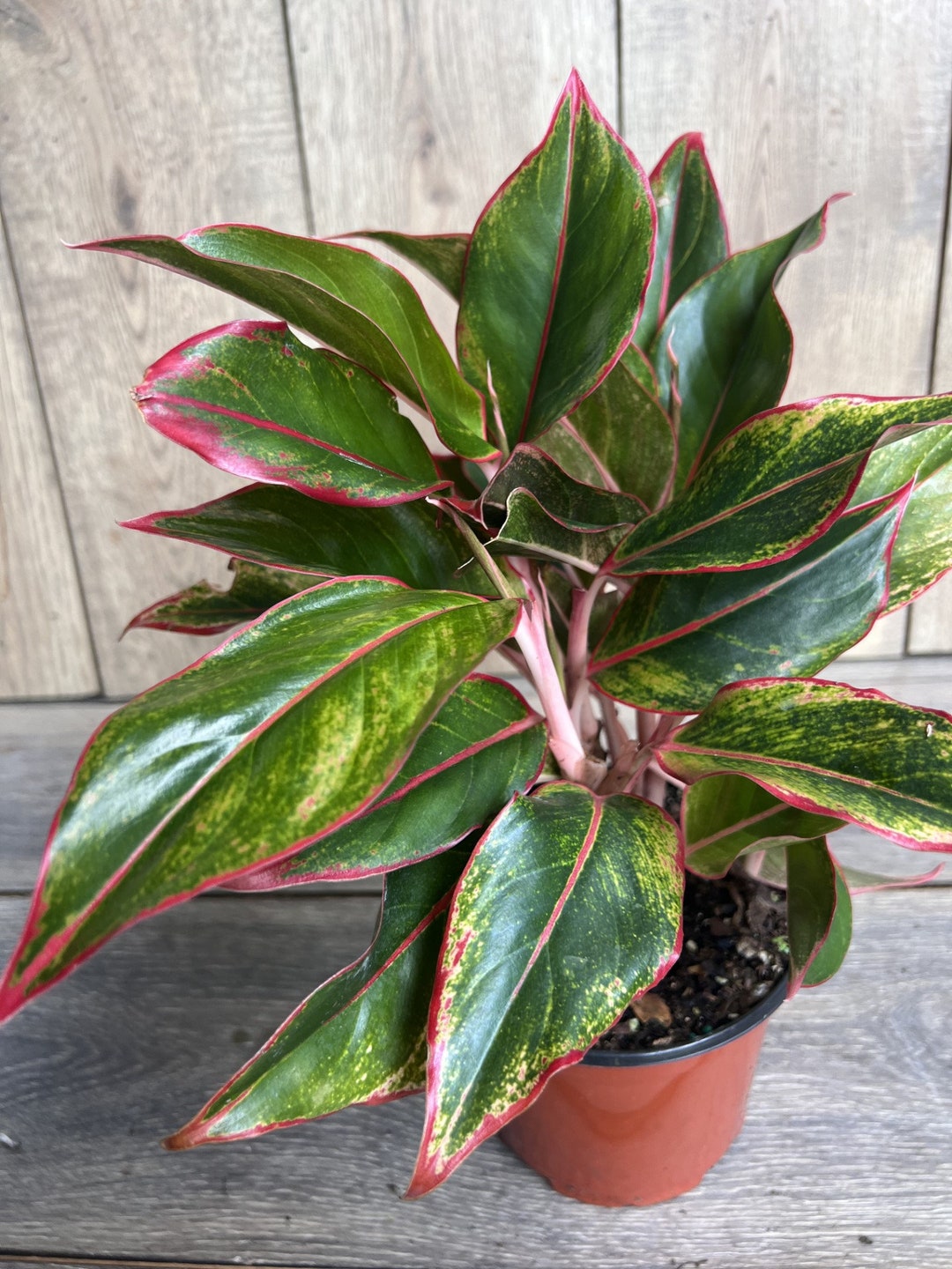 Aglaonema Siam Aurora Plant in 6" Pot - Etsy