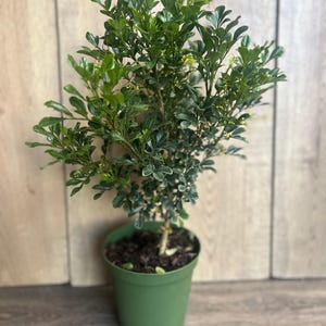 Chinese Perfume Tree, Chinese Rice Flower, in 4" or 6" Pot Aglaia ...