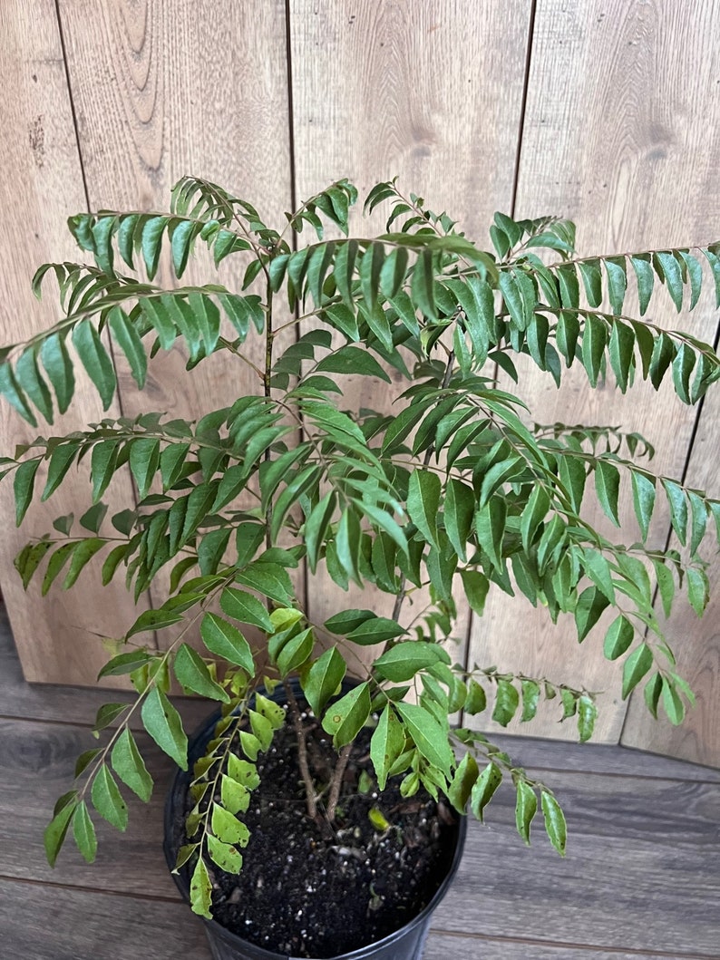 Curry Leaf Plant, Murraya Koenigii, in 10" Pot - Etsy