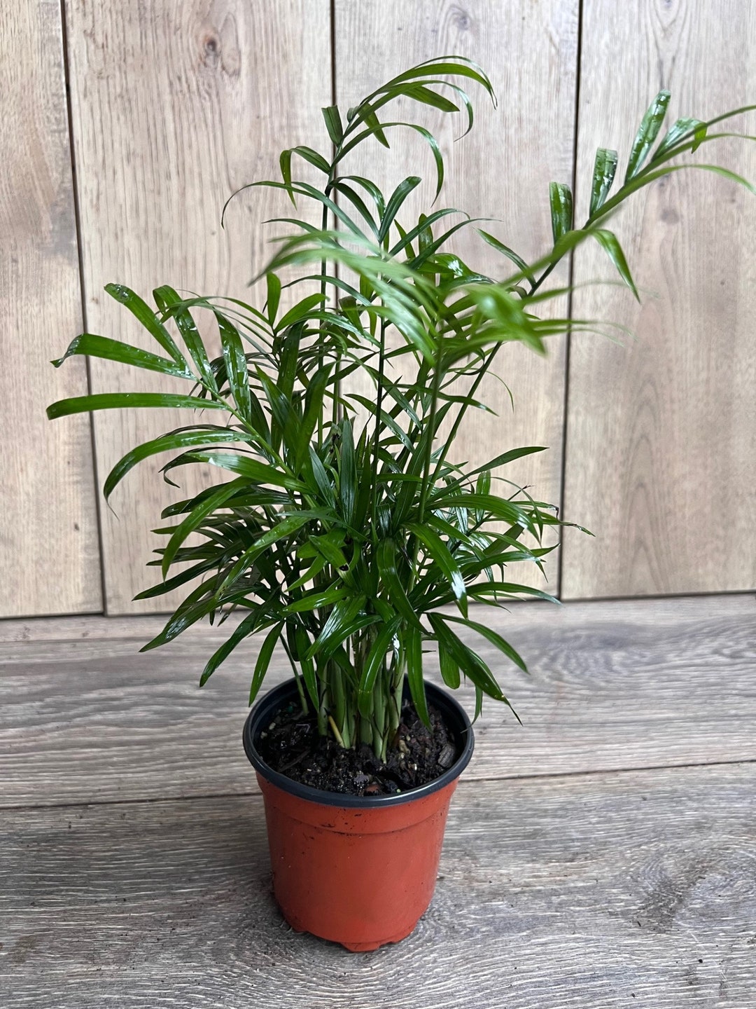 Neanthe Bella Palm in a 4" Pot, Parlor Palm - Chamaedorea Elegans - Etsy