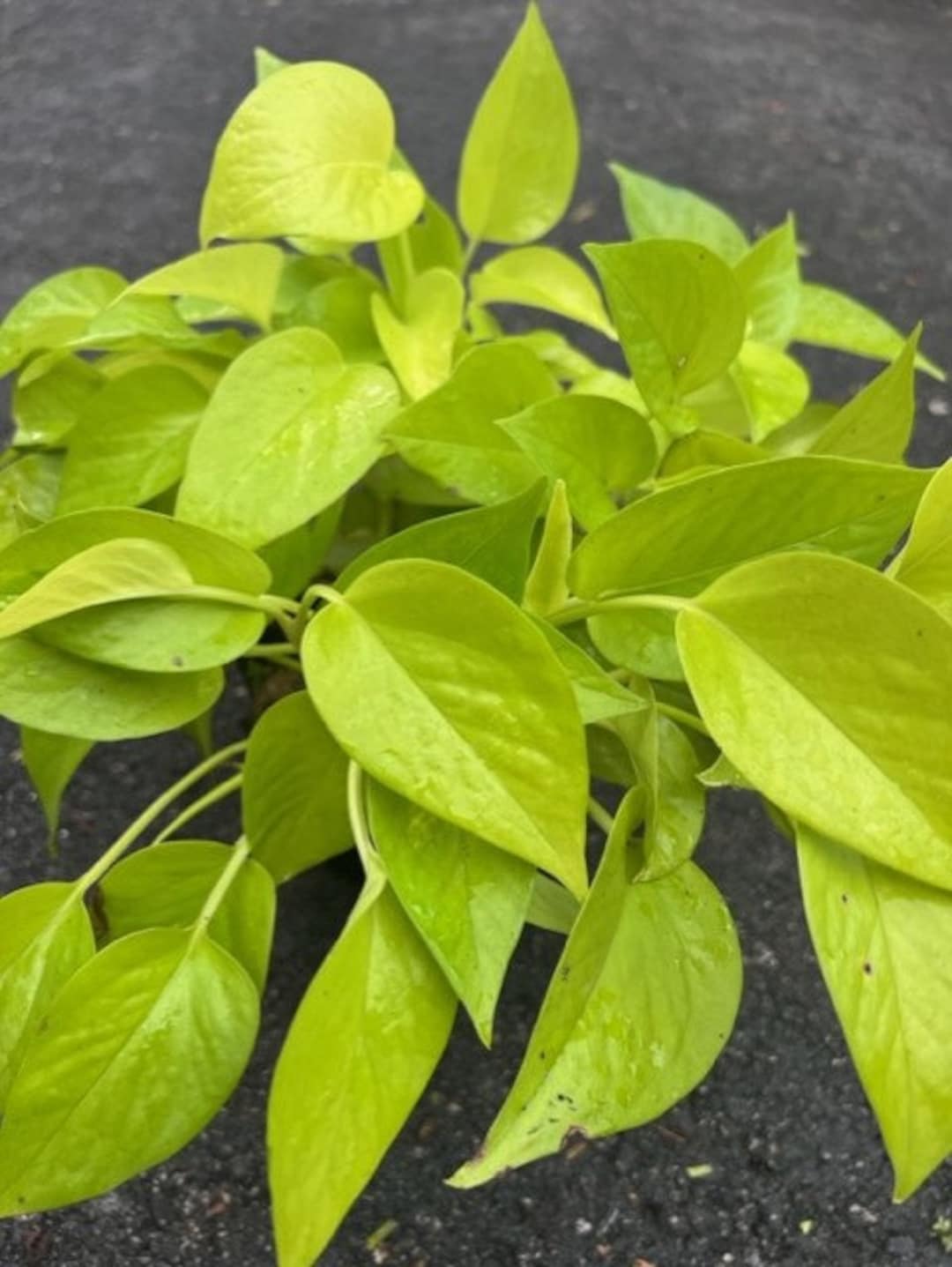 Neon Pothos in 6" Pot - Etsy