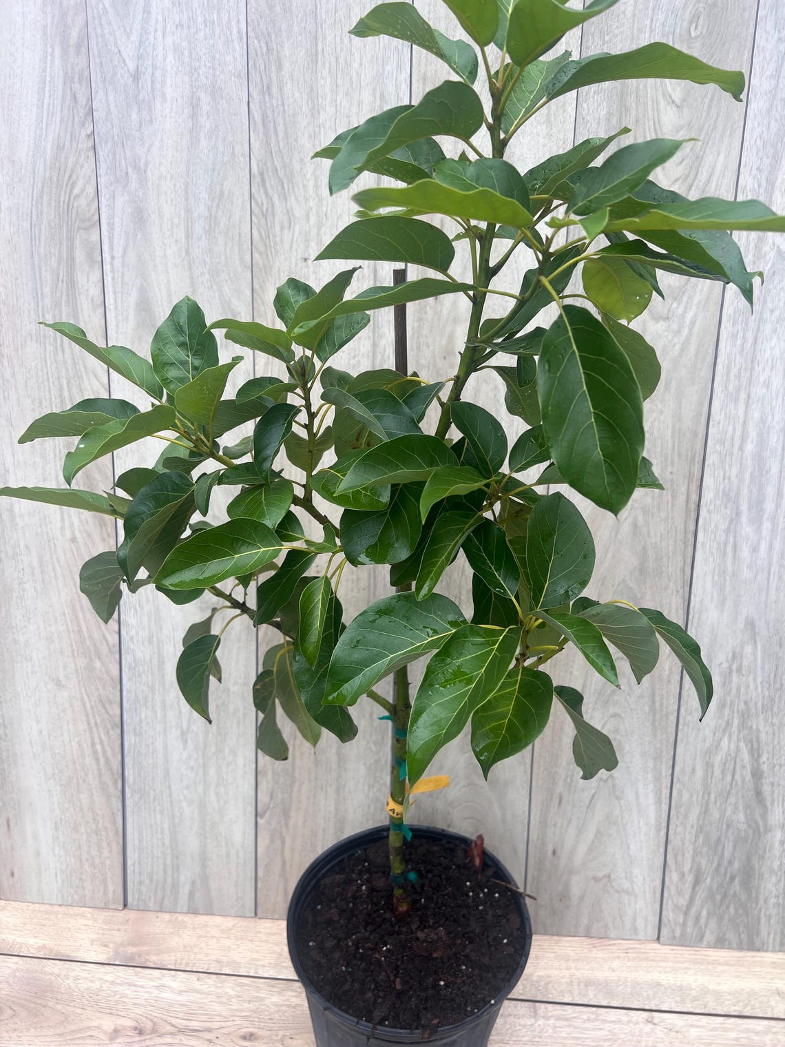 Monroe Avocado Tree, Cold Hardy, Grafted in 3 Gallons Pot - Etsy