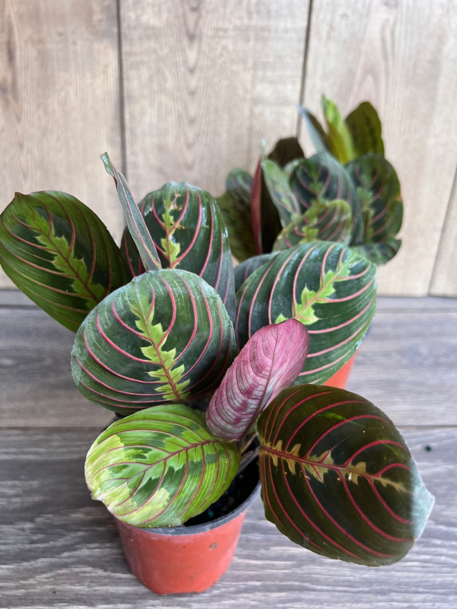 Red Maranta or Green Maranta in 4" Pot - Etsy