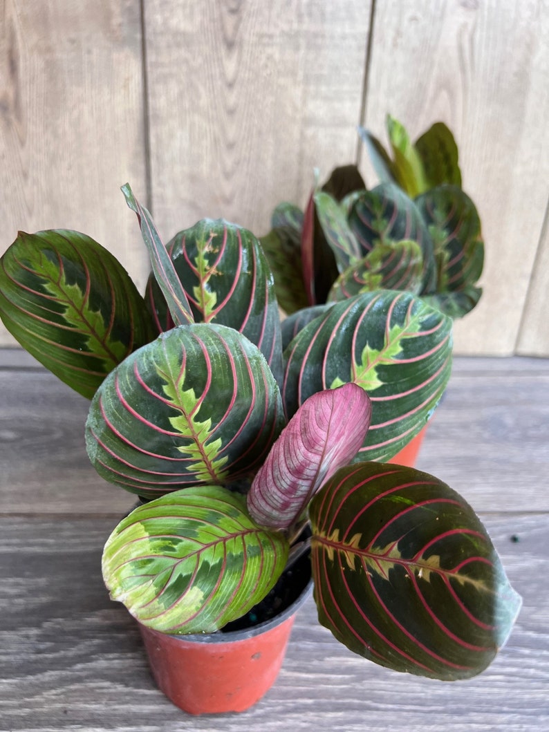 Red Maranta or Green Maranta in 4" Pot - Etsy
