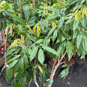 Brewster Lychee in 6" or 10" Pot, 2 to 4 Ft Tall,air Layered, No Ship ...