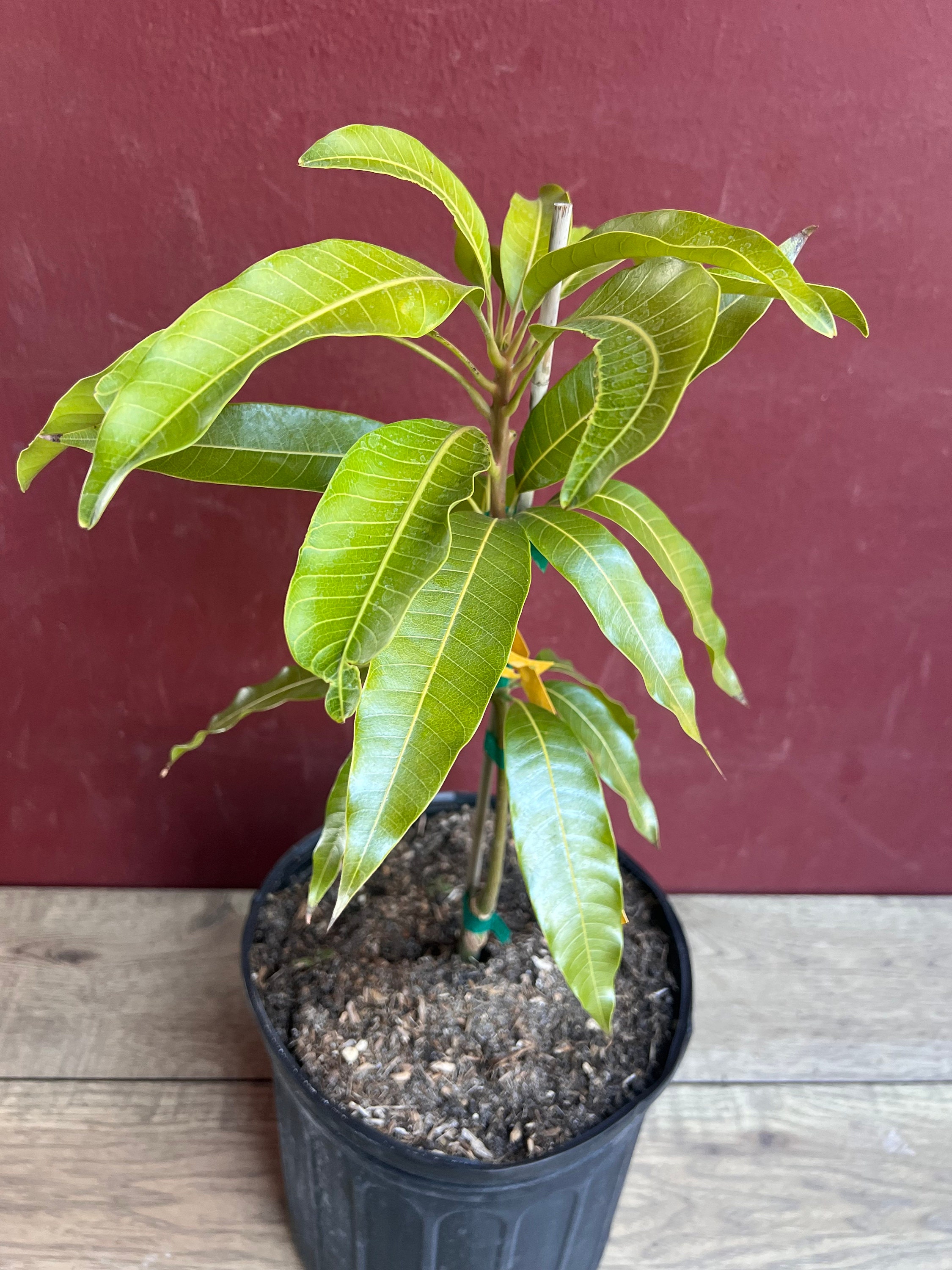 Fruit Punch Mango Tree, Grafted in 3 Gallons Pot, No Ship to HI - Etsy