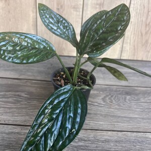 Monstera Peru in 4" Pot, House Plant - Etsy