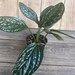 Monstera Peru in 4" Pot, House Plant - Etsy
