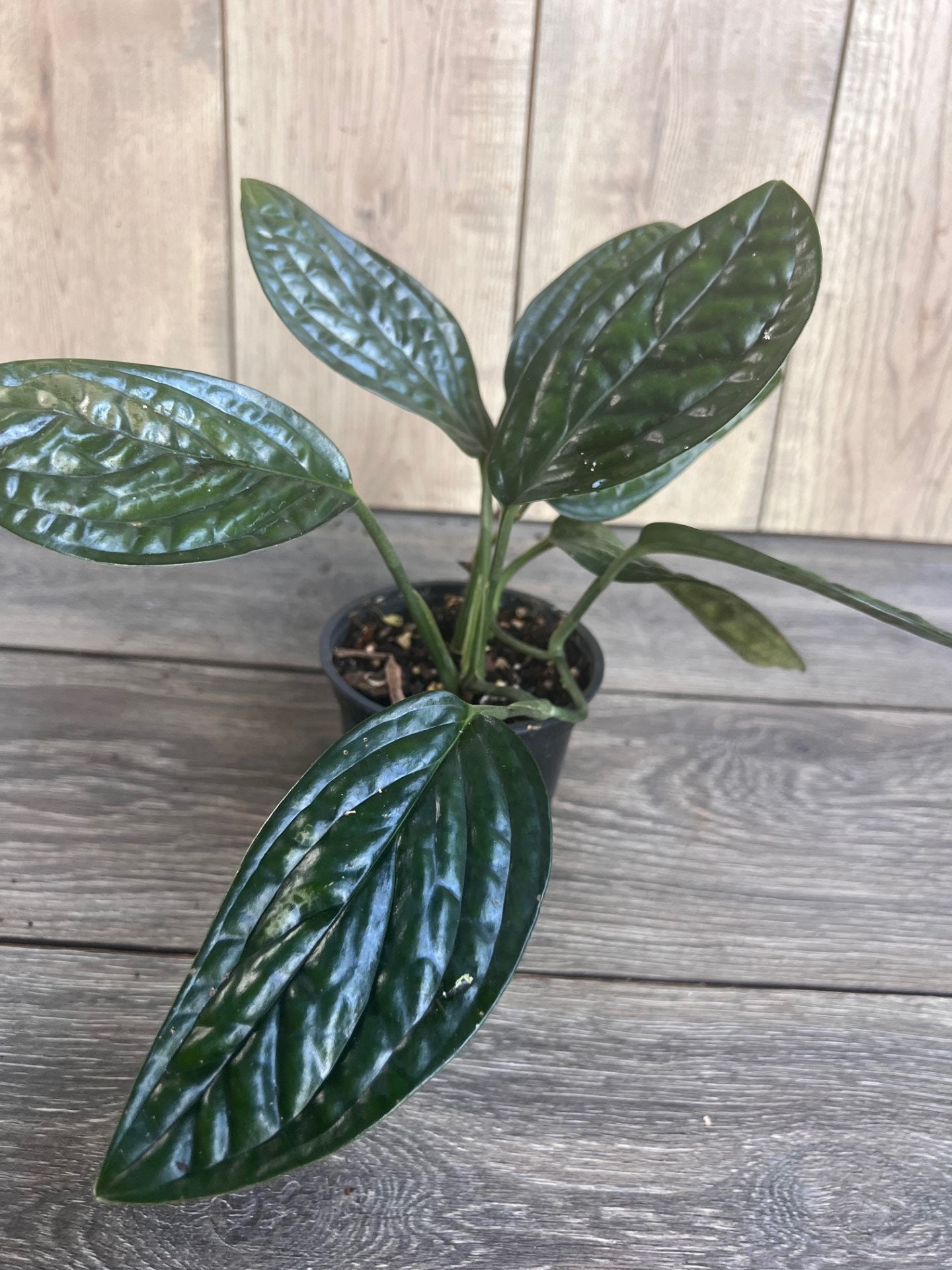 Monstera Peru in 4 Pot House Plant - Etsy