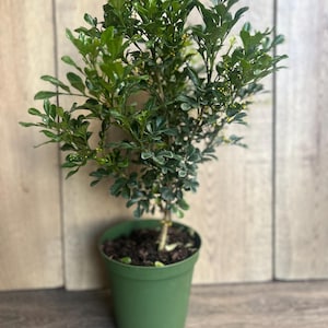 Chinese Perfume Tree, Chinese Rice Flower, in 4" or 6" Pot Aglaia ...