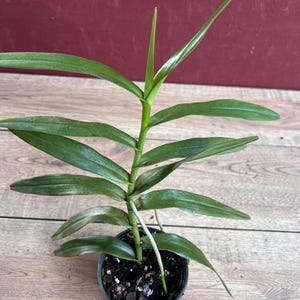 Scorpion Orchid in 4" Pot, Arachnis, Aranda Orchid - Etsy
