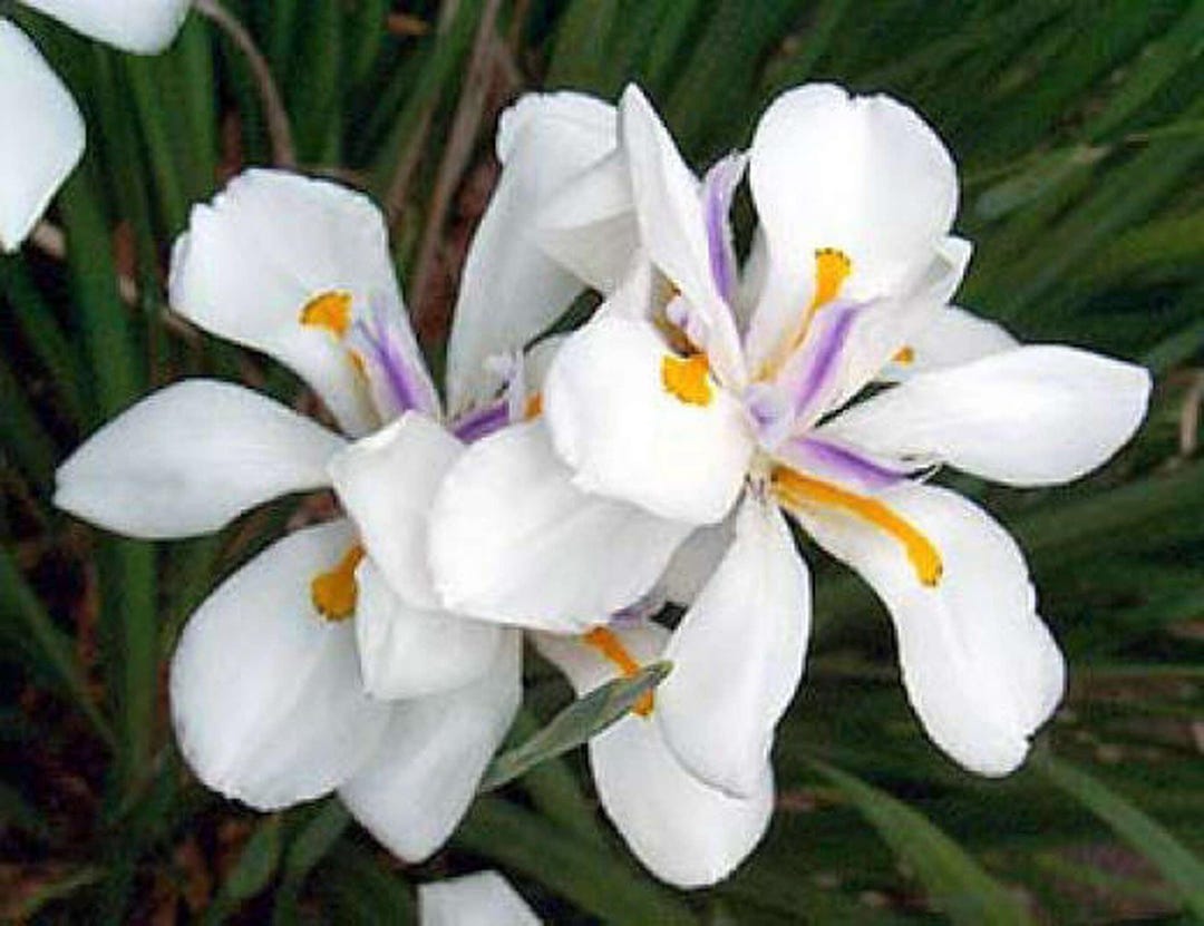 White African Iris, Dietes Iridioides, Fortnight Lily, African Iris ...