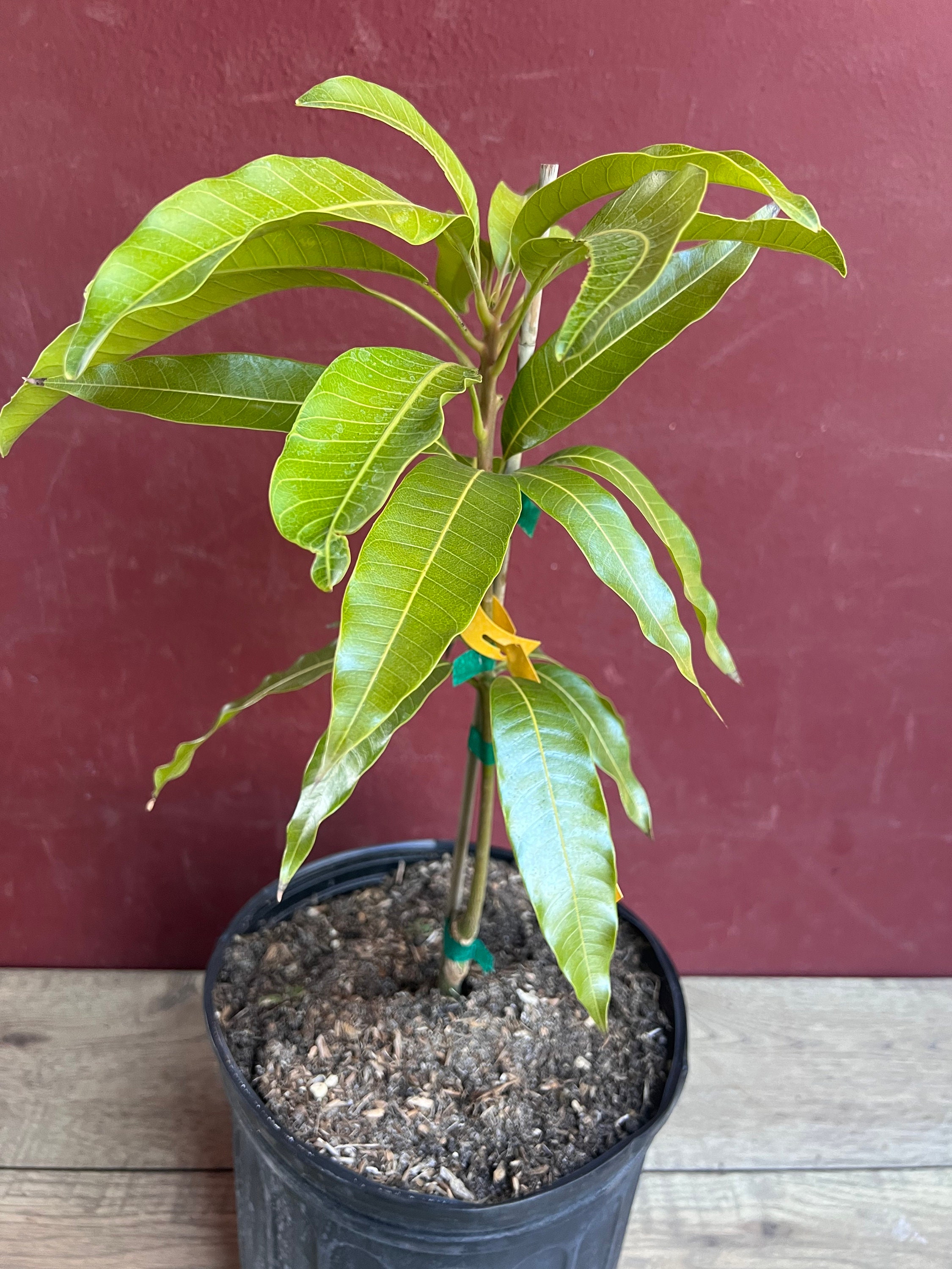 Fruit Punch Mango Tree, Grafted in 3 Gallons Pot, No Ship to HI - Etsy