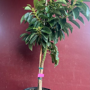 Donnie Avocado Tree , Grafted in 3 Gallons Pot, No Ship to CA and HI - Etsy