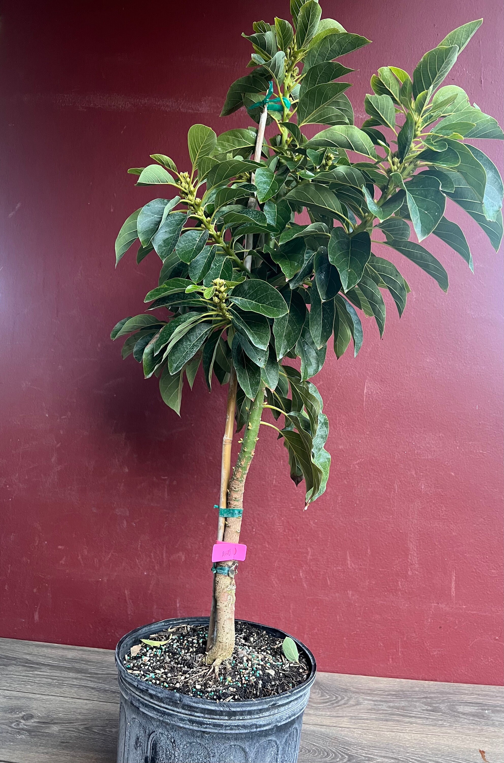 Donnie Avocado Tree , Grafted in 3 Gallons Pot, No Ship to CA and HI - Etsy
