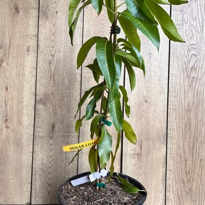 Sugar Loaf Mango Tree. Grafted in 3 Gallons Pot, No Ship to HI - Etsy